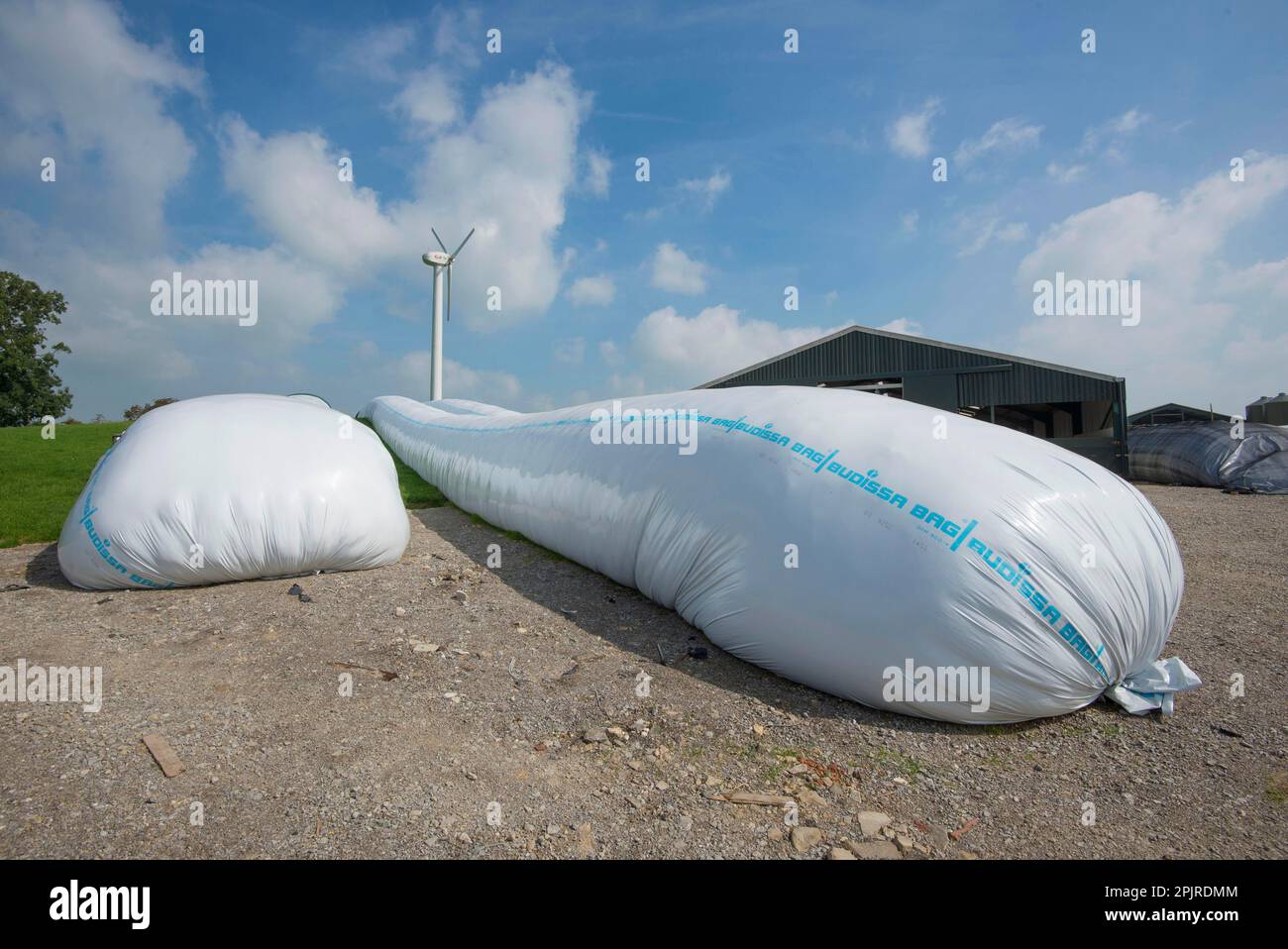 Whole wheat in ag bags on the farm, with wind turbine in the background ...