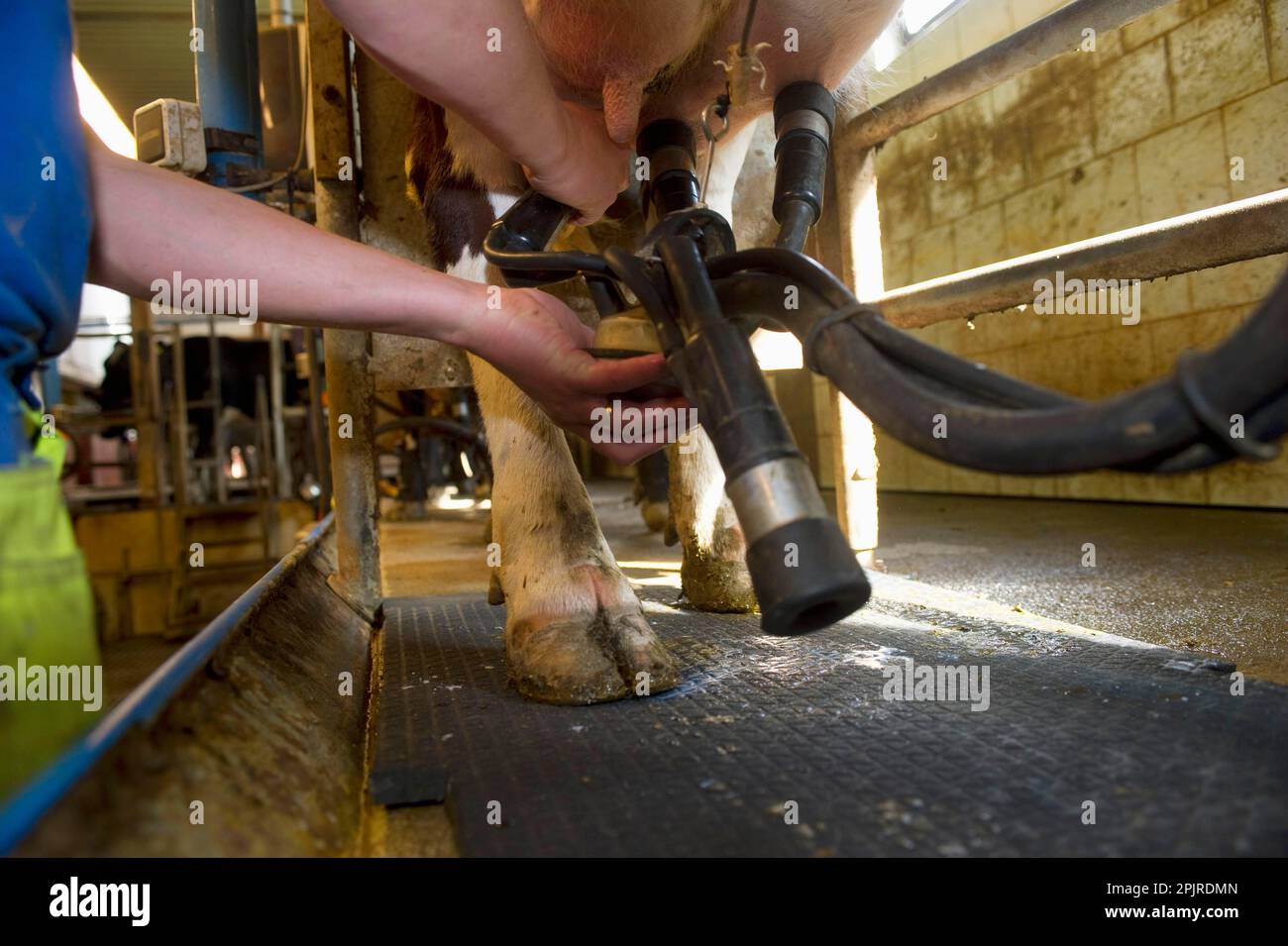 Dairy farmer in the milking parlour, attaching the cluster unit to the ...