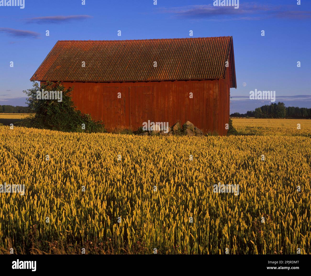 Barn in wheat field hi-res stock photography and images - Alamy