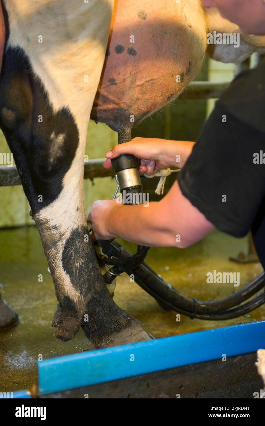 Dairy farmer in the milking parlour, attaching the cluster unit to the ...