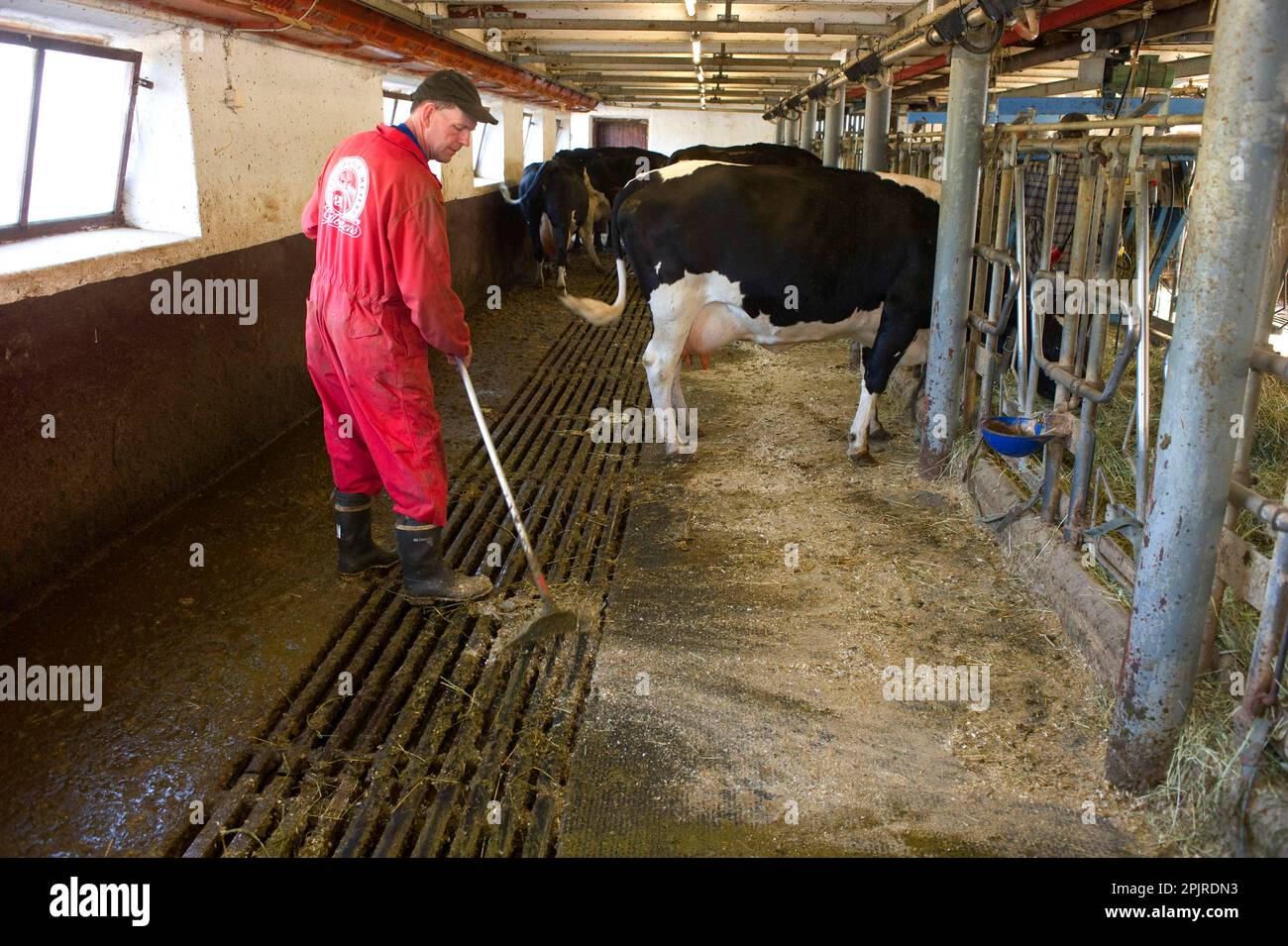Dairy farmer cleans milking parlour with scraper after morning milking ...
