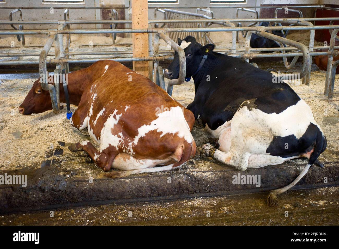 Dairy farming, dairy cows, resting in cubicle barn on organic farm ...
