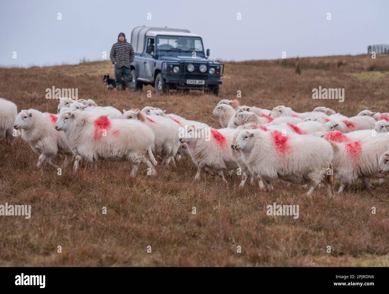 Domestic Sheep, Welsh Mountain ewes, flock being herded by farmer with ...