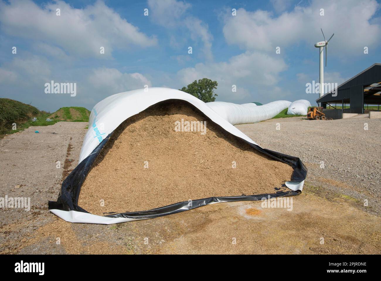 Whole wheat in ag bags on the farm, with wind turbine in the background ...