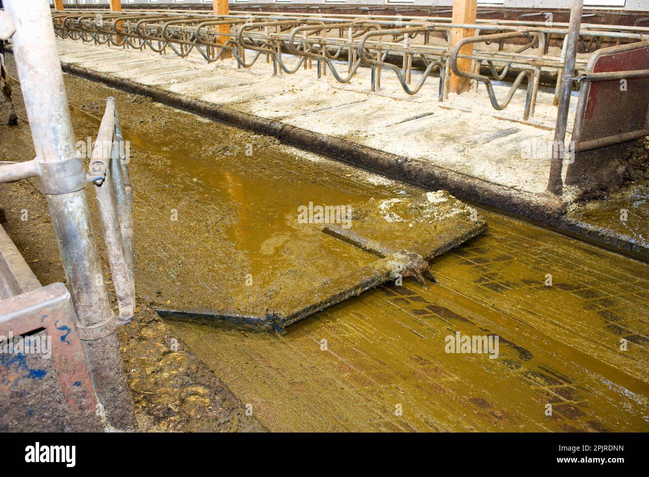 Sludge channel and scraper in the cubicle house of an organic dairy ...