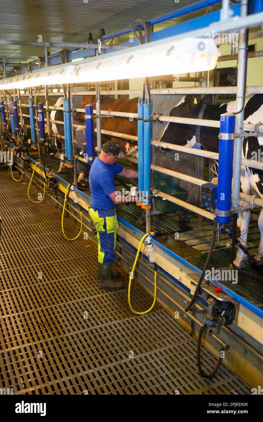 Dairy farmer in milking parlour, milking cows, Sweden Stock Photo - Alamy