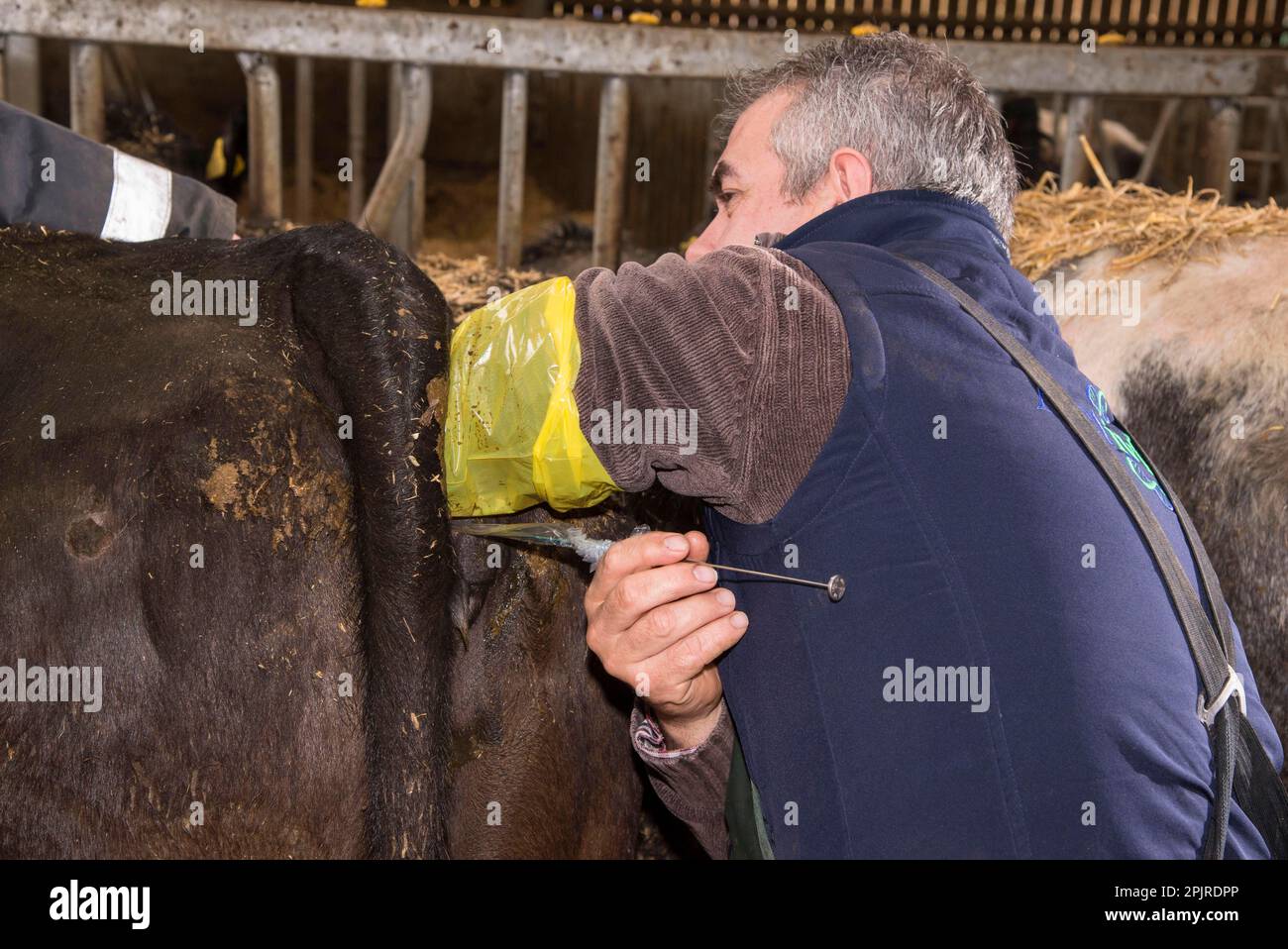 Cattle breeding, inserting the embryo transfer gun into the recipient ...