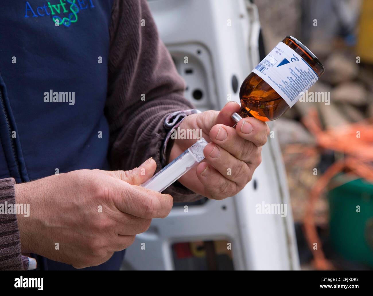 Cattle breeding, filling a syringe from a bottle with anaesthetic for ...