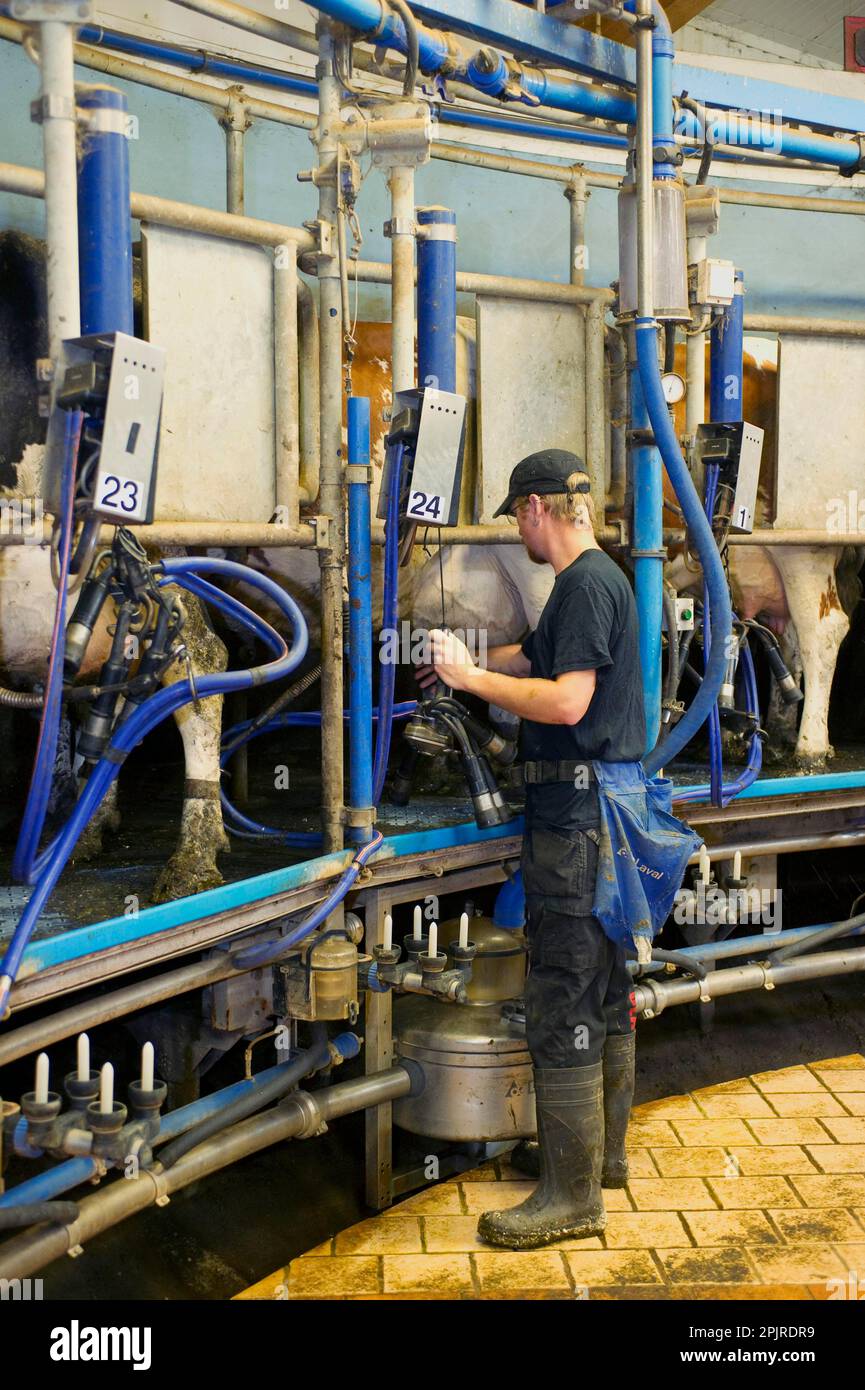 Dairy farming, dairy cows, with milkman in carousel milking parlour on ...