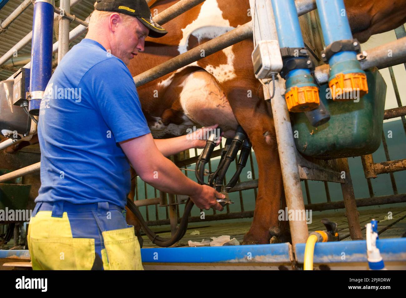 Dairy farmer in the milking parlour, attaching the cluster unit to the ...