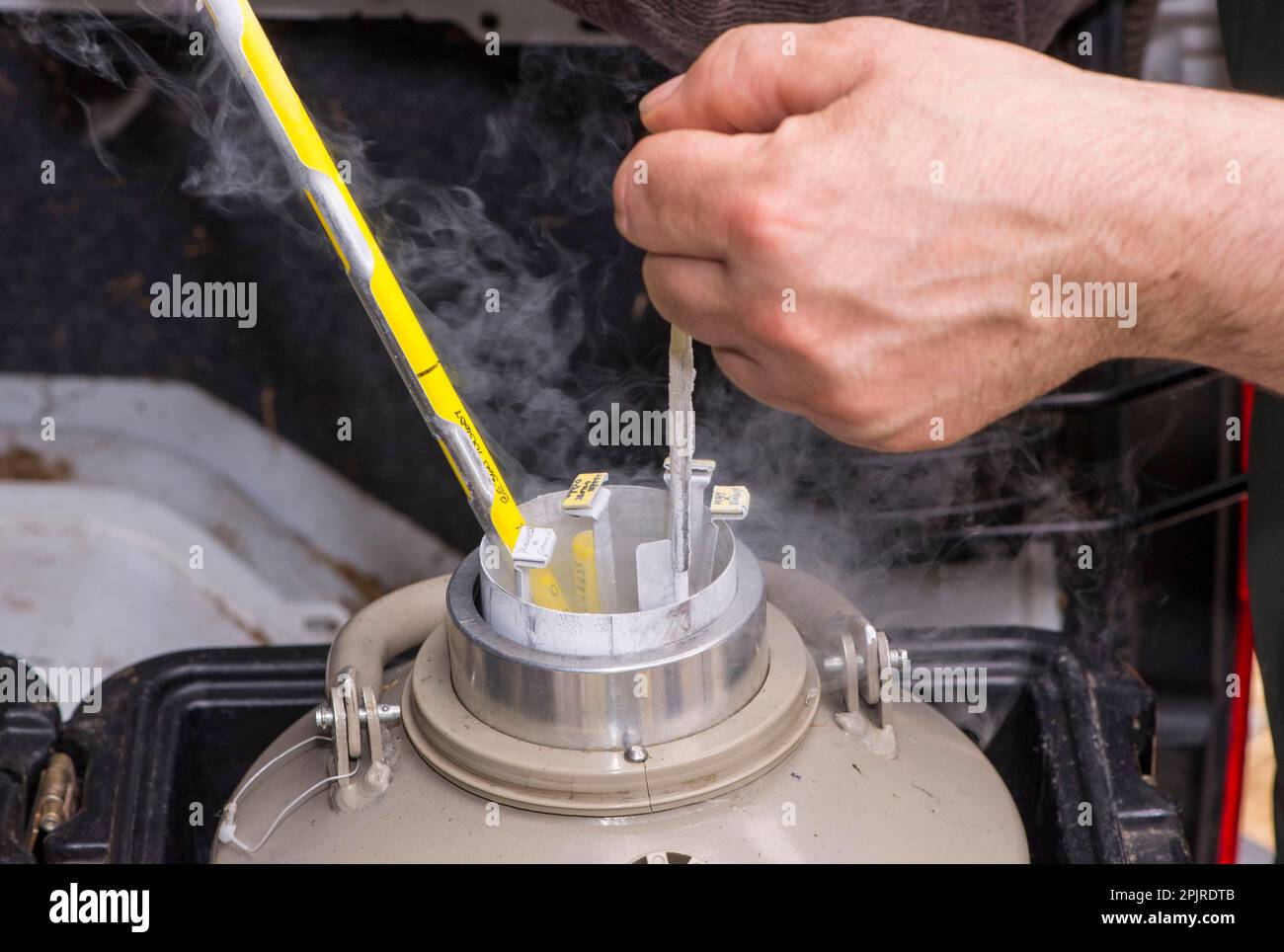 Cattle breeding, removal of embryo straws from flasks with liquid ...