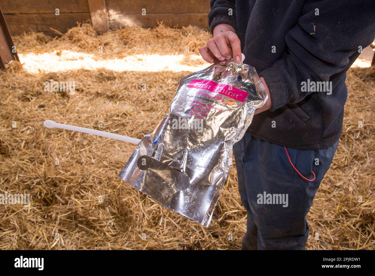 Dairy farming, farmer using colostrum in bag for first feeding of ...
