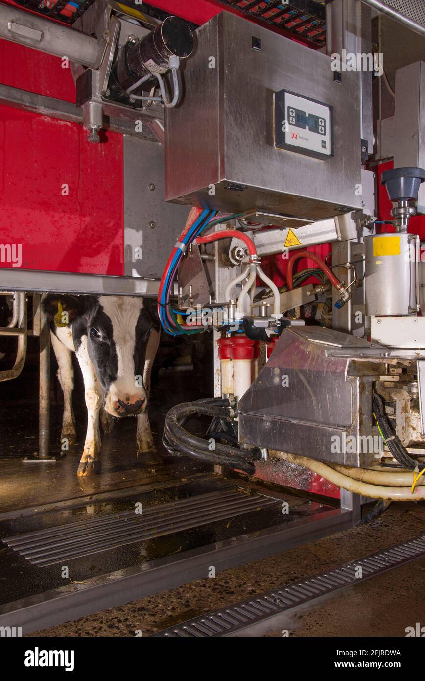 Dairy Farming Dairy Cows Being Milked In The Lely Astronaut Robotic