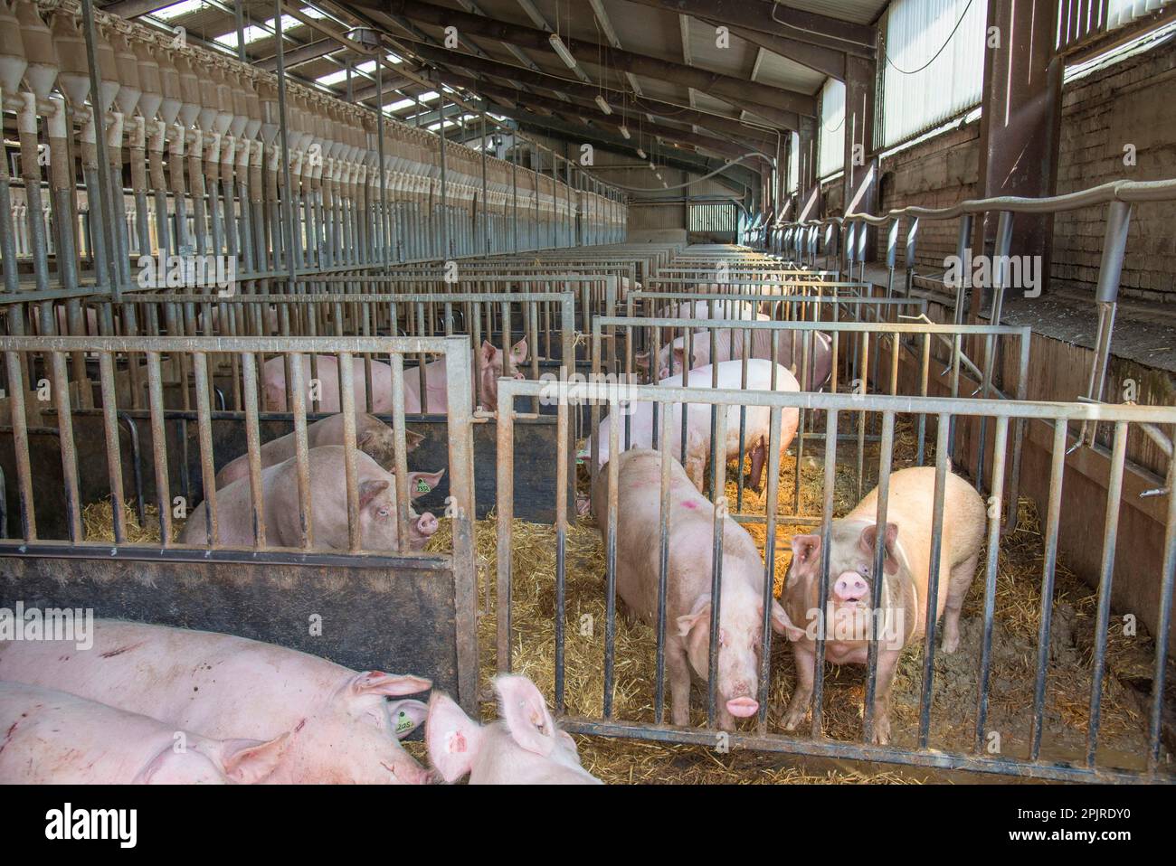 Pig farming, sows in dry sow house, on straw in indoor unit, Driffield ...