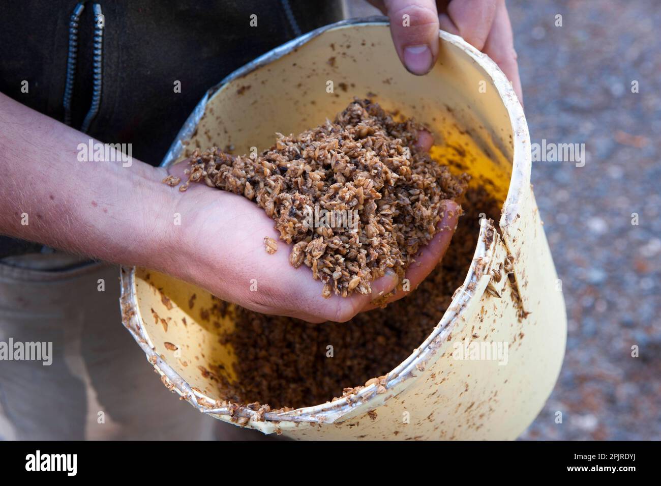 Pig farming, farmer with bucket of brewers grains for feeding to pigs ...