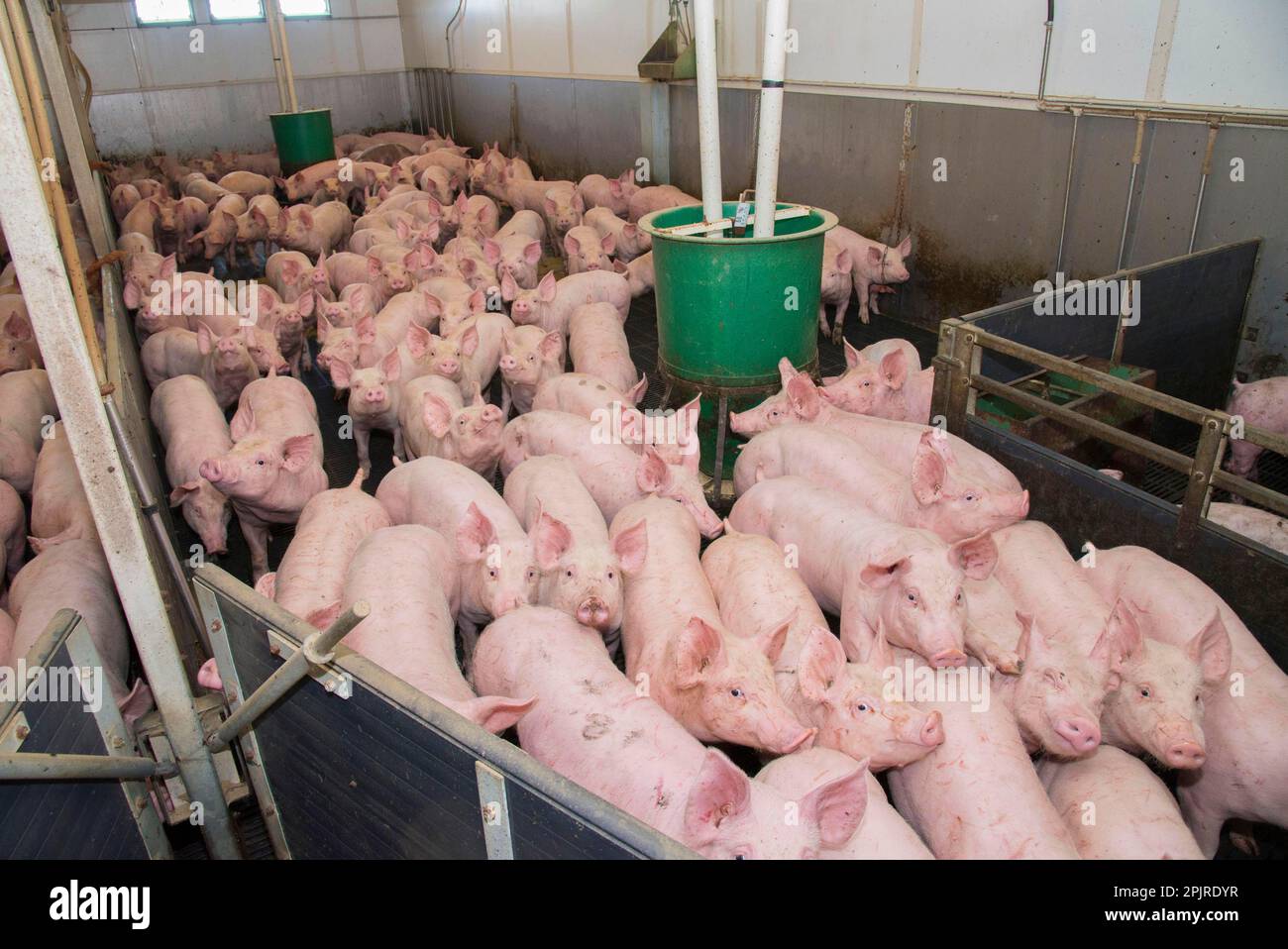 Pig farming, growing pigs, with automatic feeders on slats in indoor ...