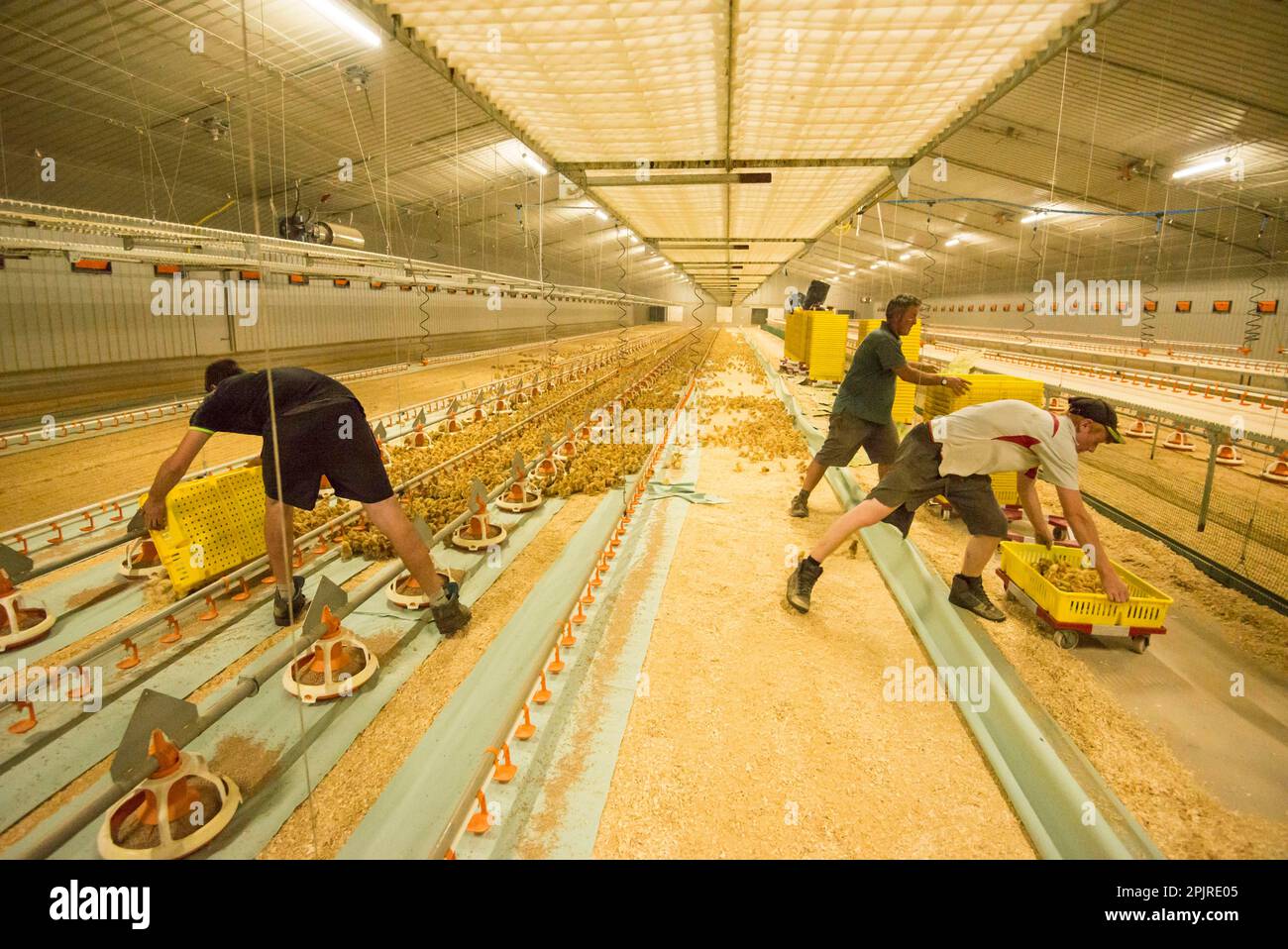 Chicken farming, workers putting layer chicks into rearing building ...