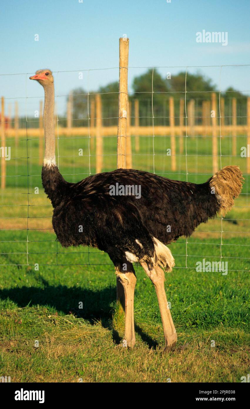 Common ostrich (Struthio camelus), adult male in pen, Sweden Stock ...