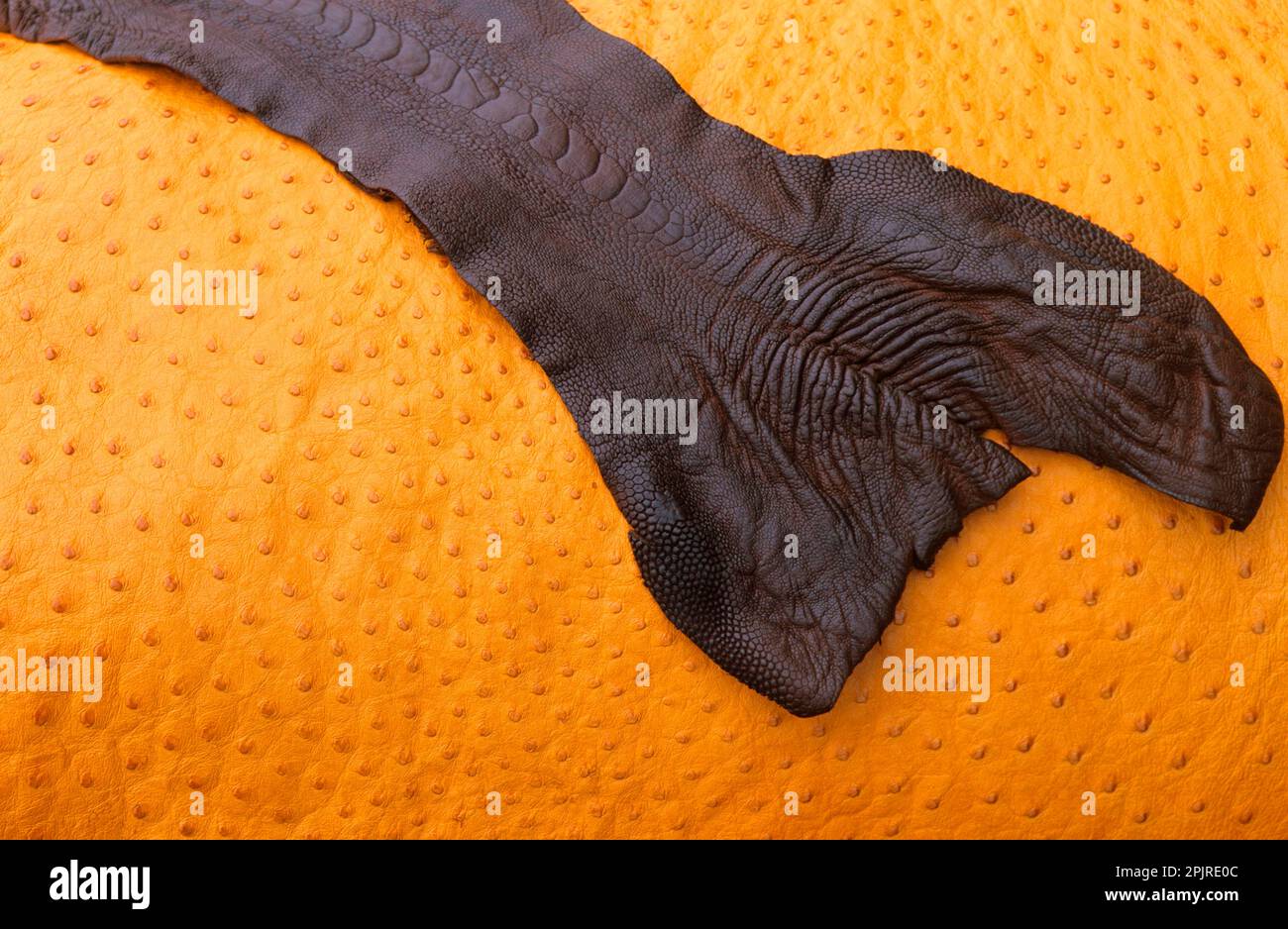 Common ostrich (Struthio camelus), close-up of ostrich skin leather ...