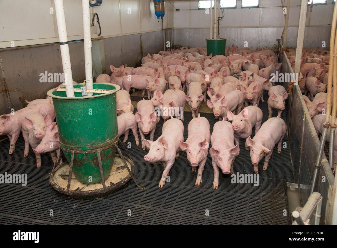 Pig farming, growing pigs, with automatic feeders on slats in indoor ...