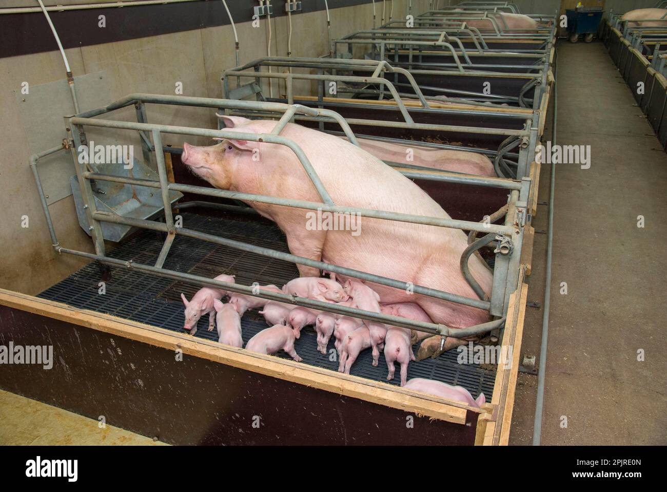 Pig farming, sow with piglets, in farrowing crate, on slats in indoor ...