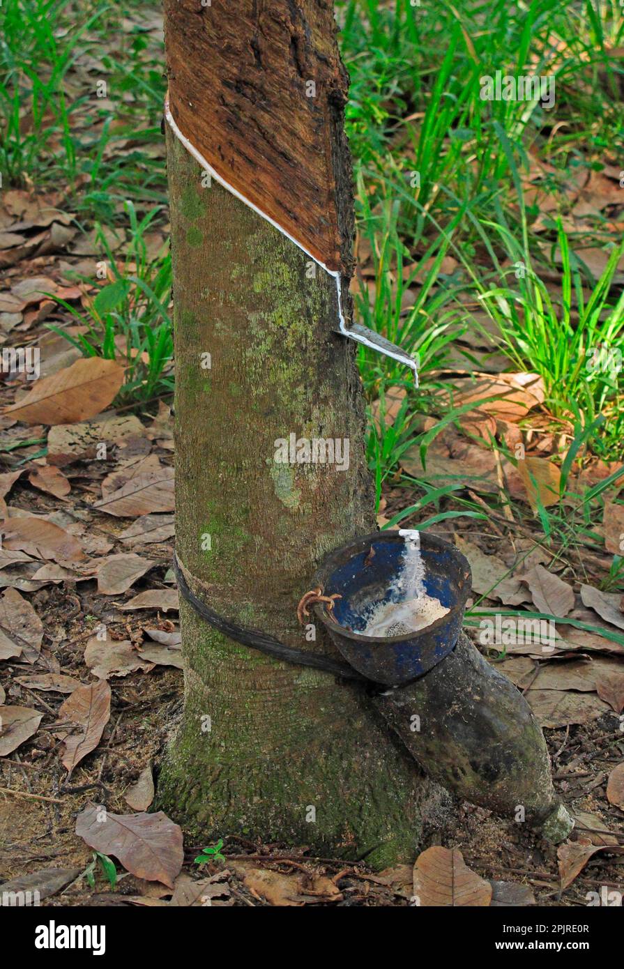Rubber tree trunk with shell for collecting latex, near Way Kambas N. P ...