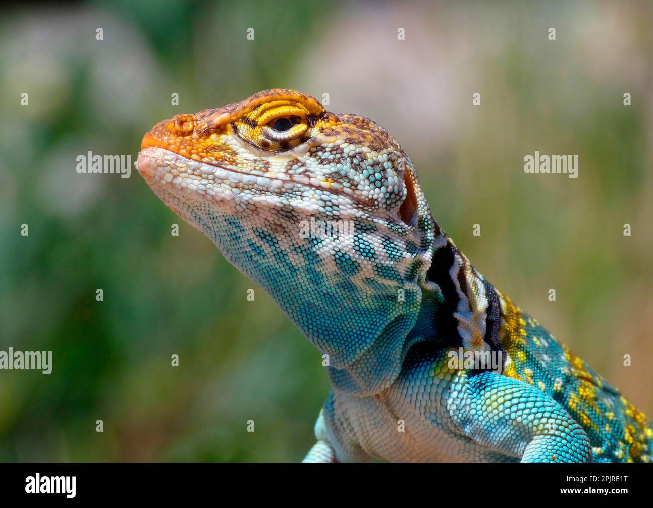 Golden-collared iguana, Golden-collared iguanas, Other animals, Iguanas ...