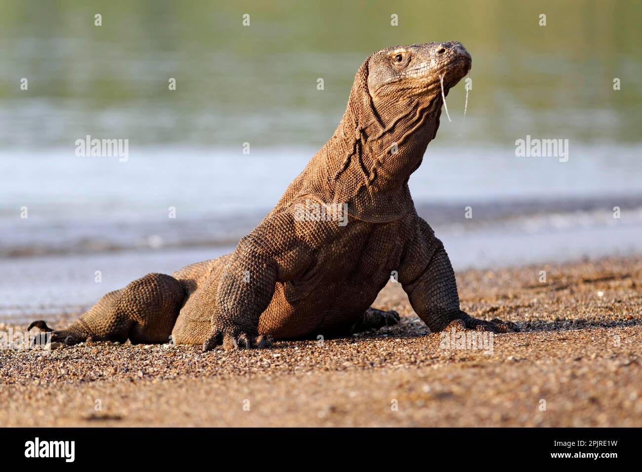 Komodo dragon (Varanus komodoensis) adult, drooling saliva, Komodo N. P ...