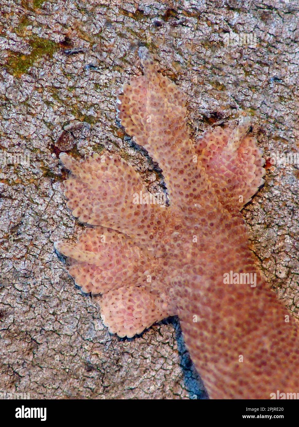 Common house gecko (Hemidactylus frenatus), Asian house gecko, Half ...