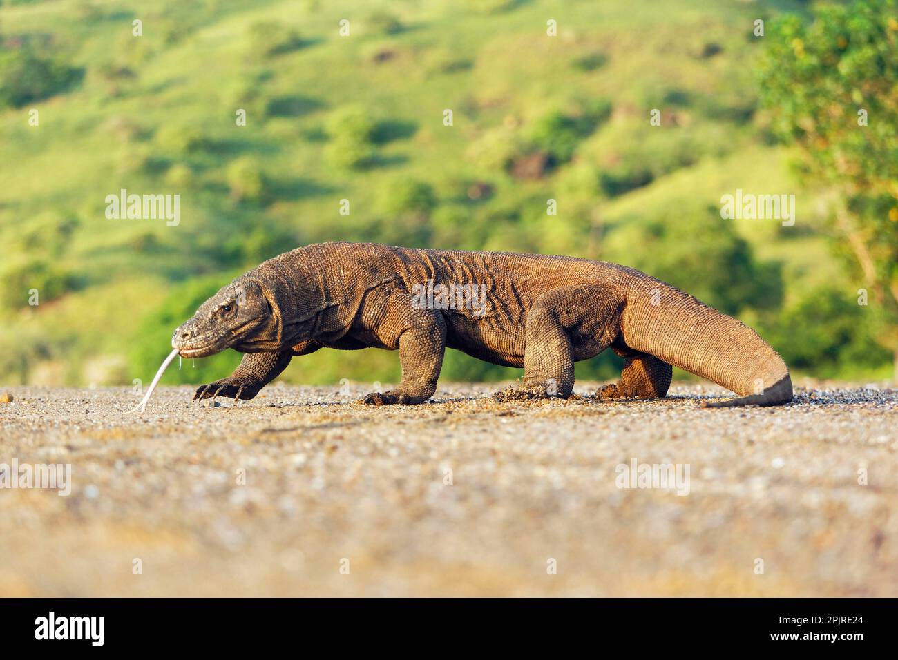 Adult komodo dragon (Varanus komodoensis), walking, with flicking ...
