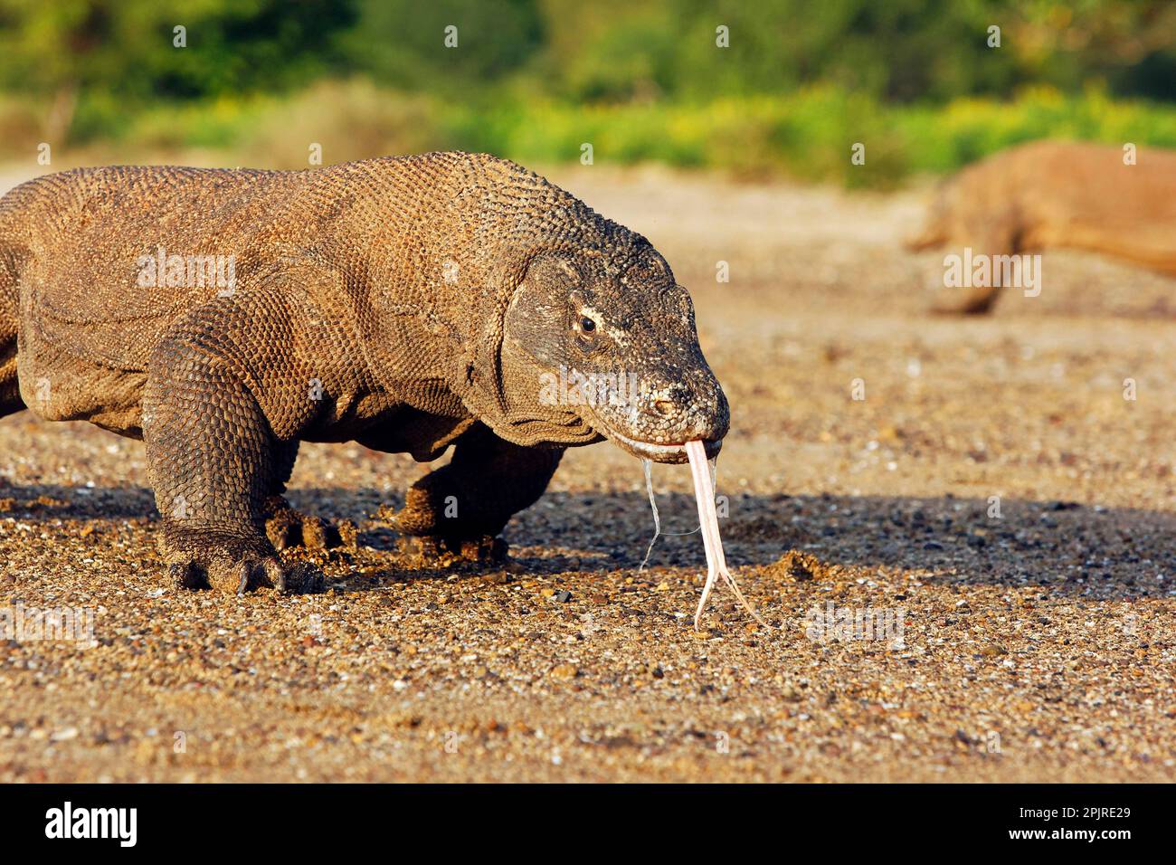 Tongue out drooling hi-res stock photography and images - Alamy