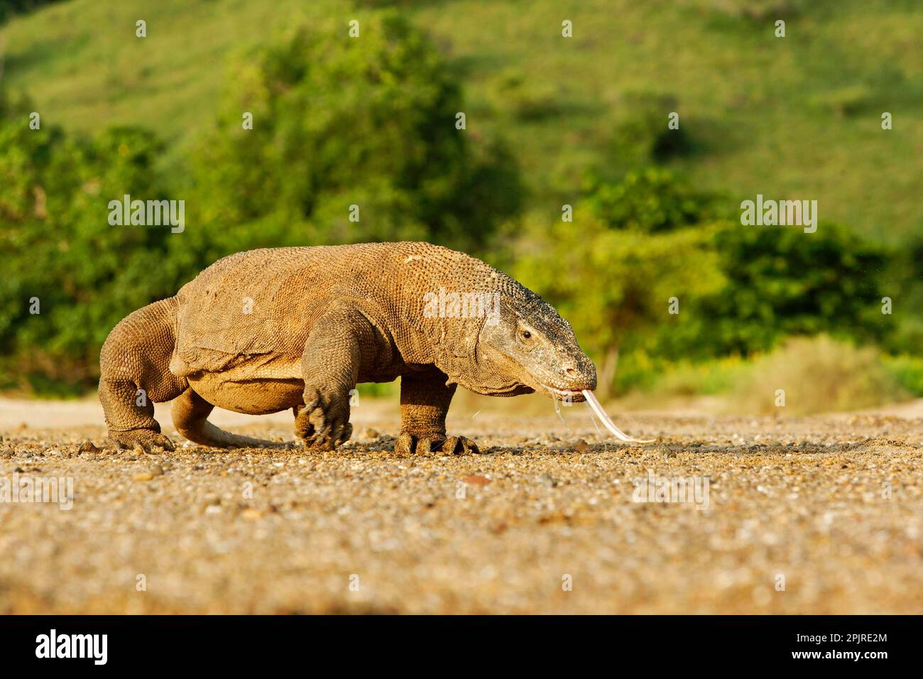 Adult komodo dragon (Varanus komodoensis), walking, with flicking ...