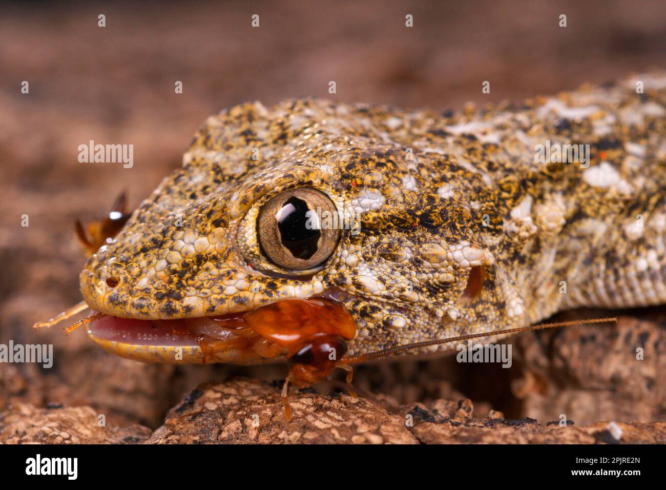 Adult Moorish common wall gecko (Tarentola mauritanica), close-up of ...