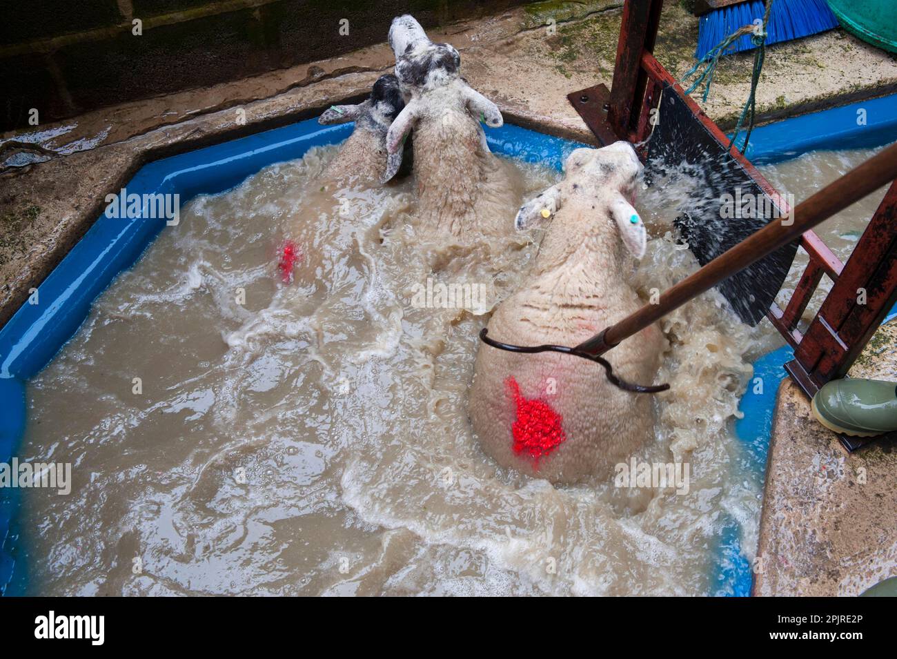 Sheep farming, dipping ewes with insecticide to kill lice and mites ...
