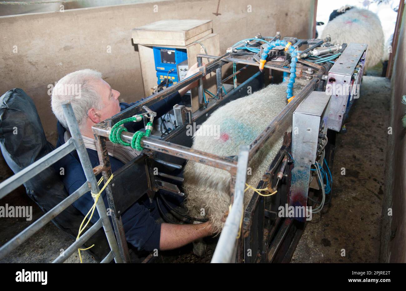 Sheep farming, scanning ewes during early stage pregnancy to see how ...