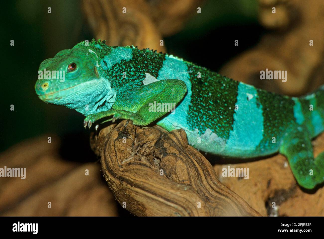 Fijileguan hi-res stock photography and images - Alamy