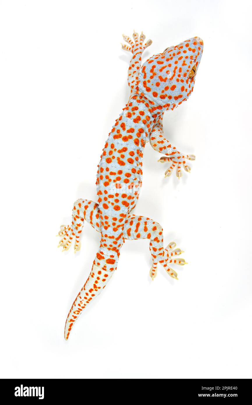 Tokay Gecko (Gecko Gecko) adult Stock Photo - Alamy