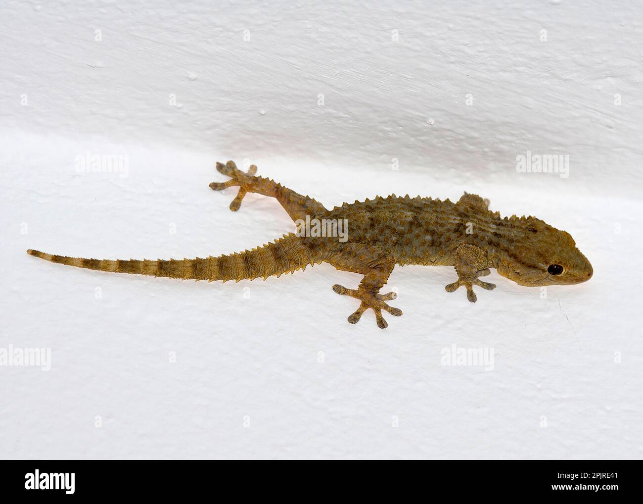 Moorish Gecko (Tarentola mauritanica) adult, clinging to wall, Es Grau ...
