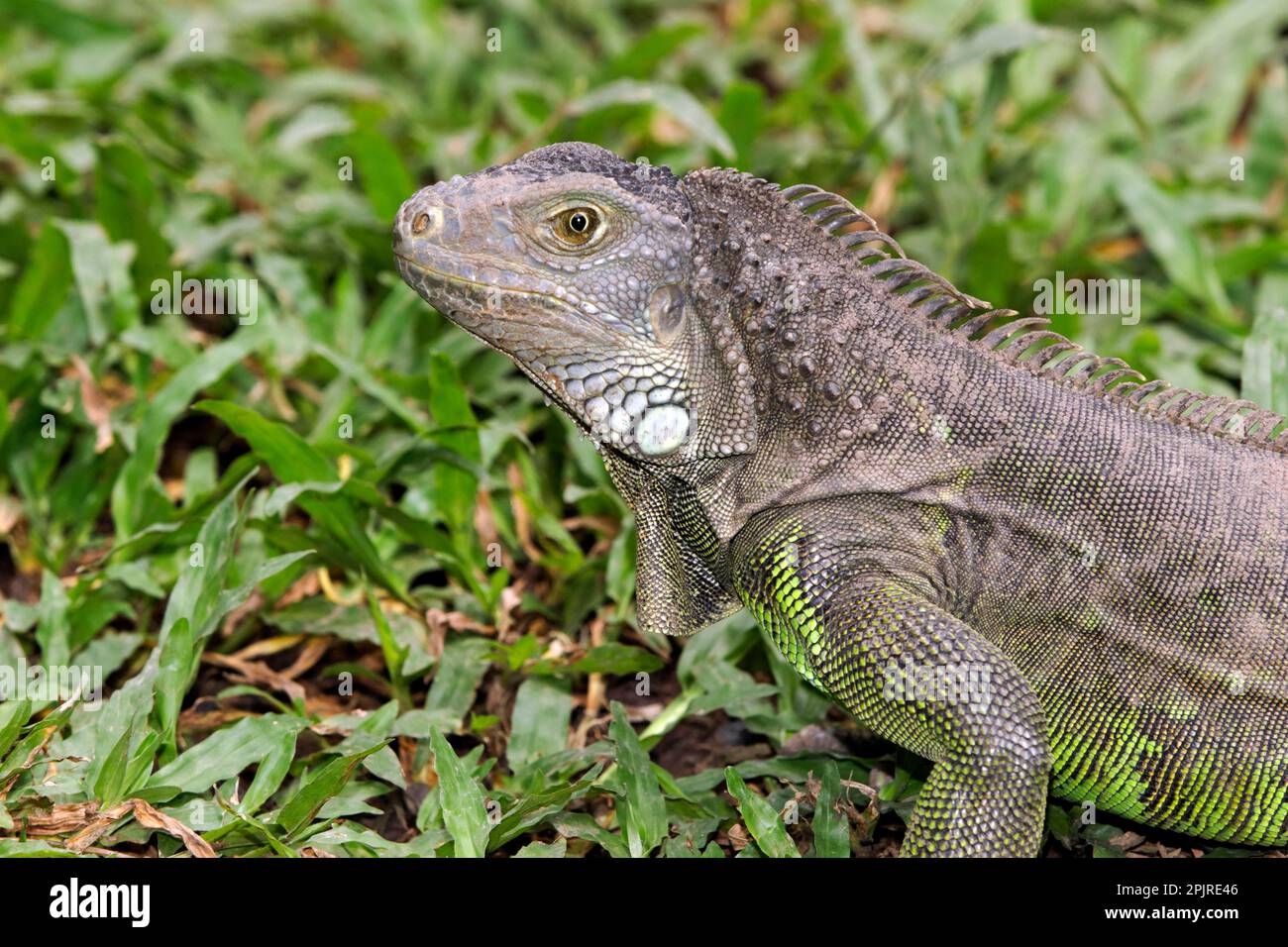 Green iguana, Green Iguanas (Iguana iguana), Other animals, Iguanas ...