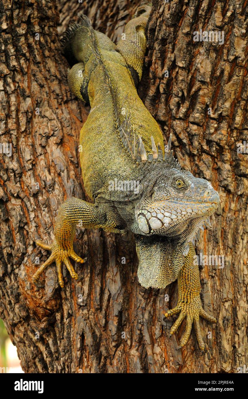 Green iguana, Green Iguana, Green Iguanas (Iguana iguana), Other ...