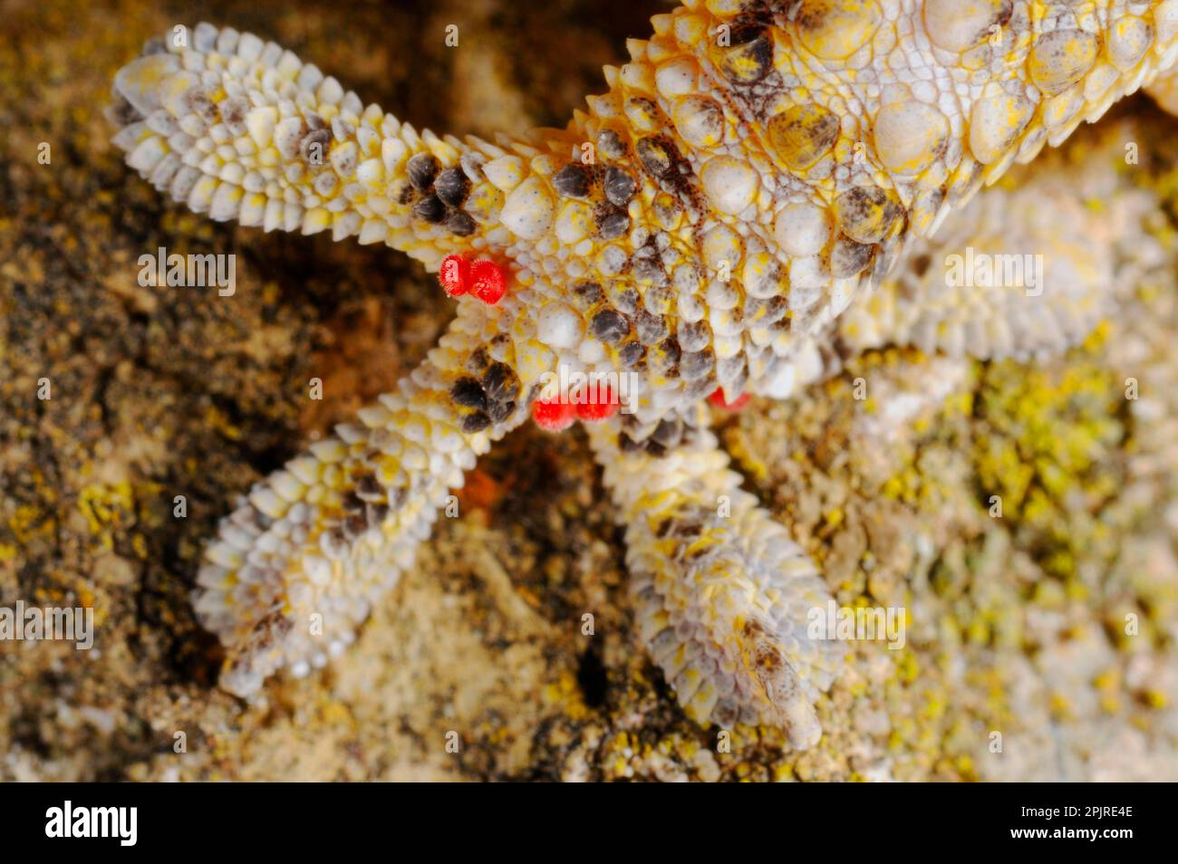 Moorish common wall gecko (Tarentola mauritanica) adult, close-up of ...