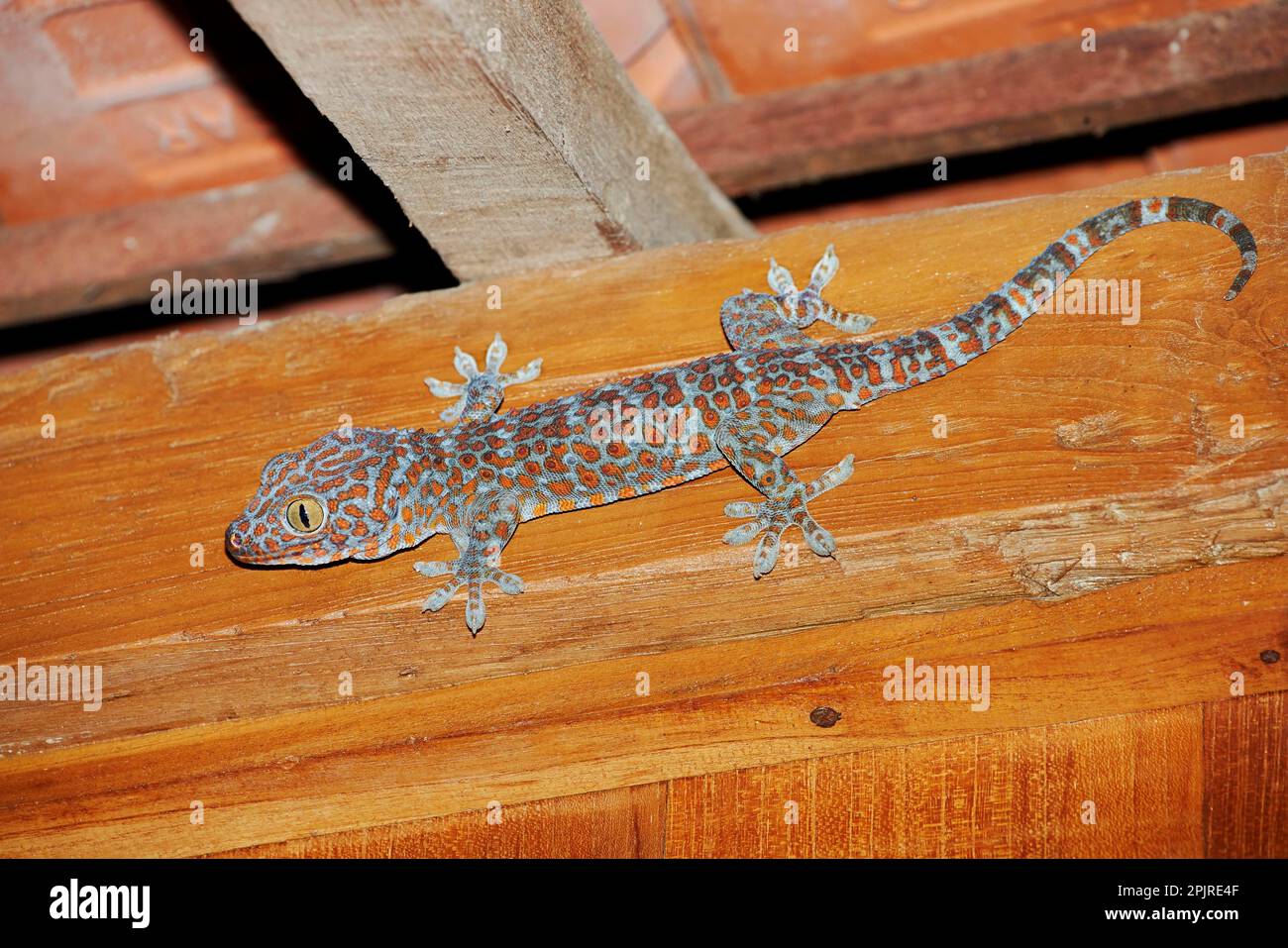 Tokay gecko (Gecko gecko) adult, clinging to house ceiling, Ubud, Bali ...