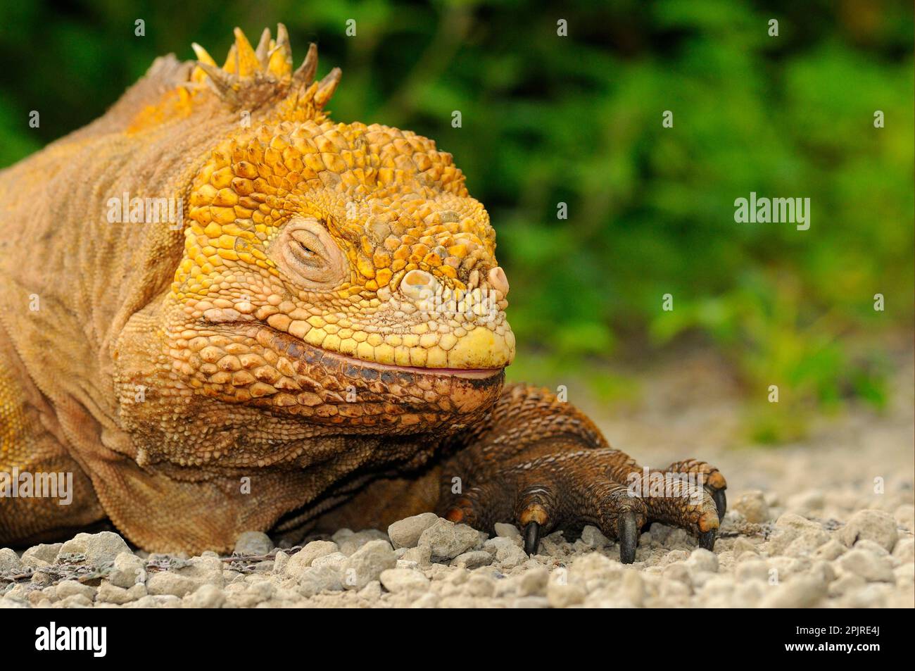 Druse head, galapagos land iguanas (Conolophus subcristatus), Land ...