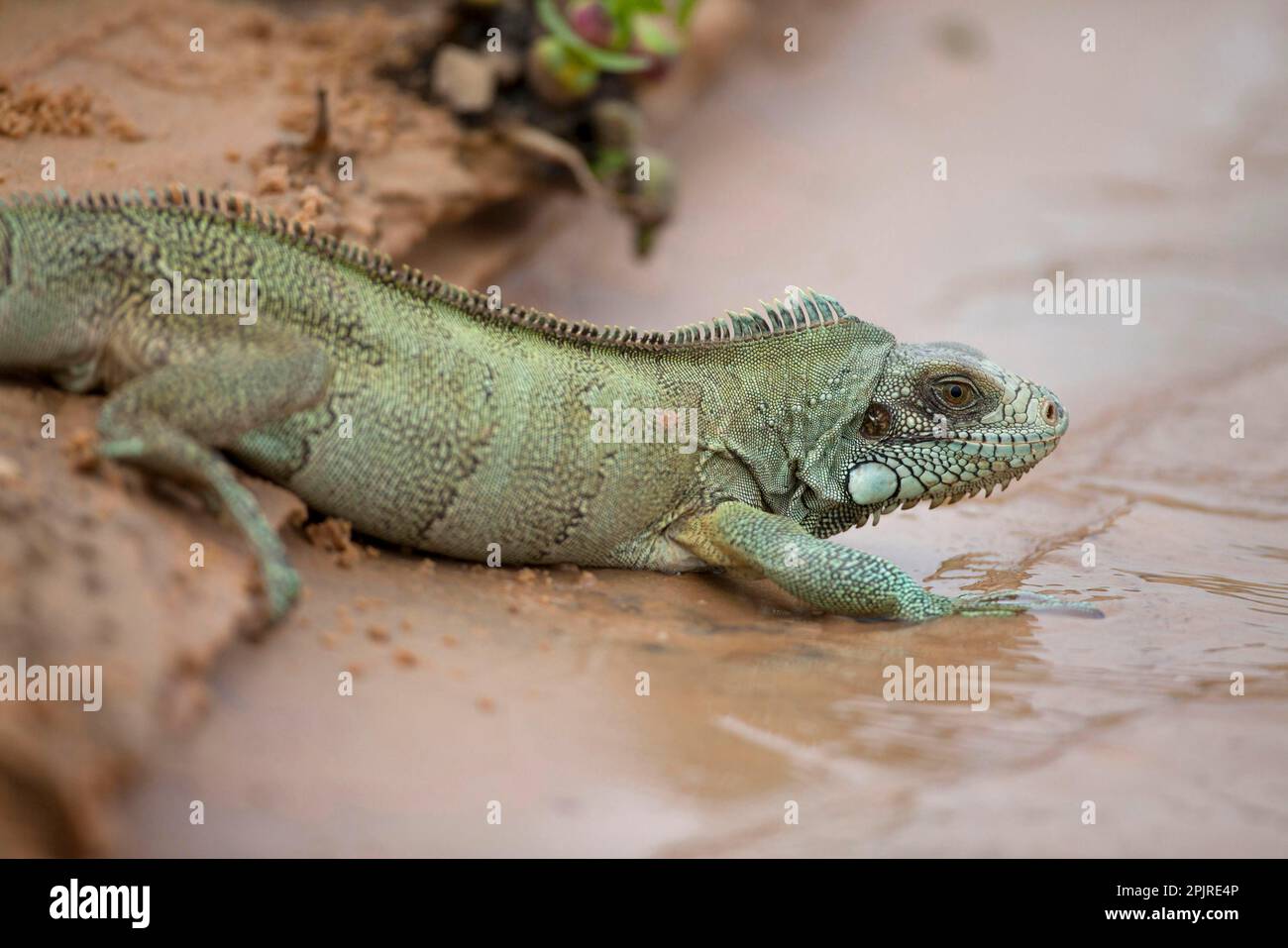 Green iguana, Green Iguanas (Iguana iguana), Other animals, Iguanas ...