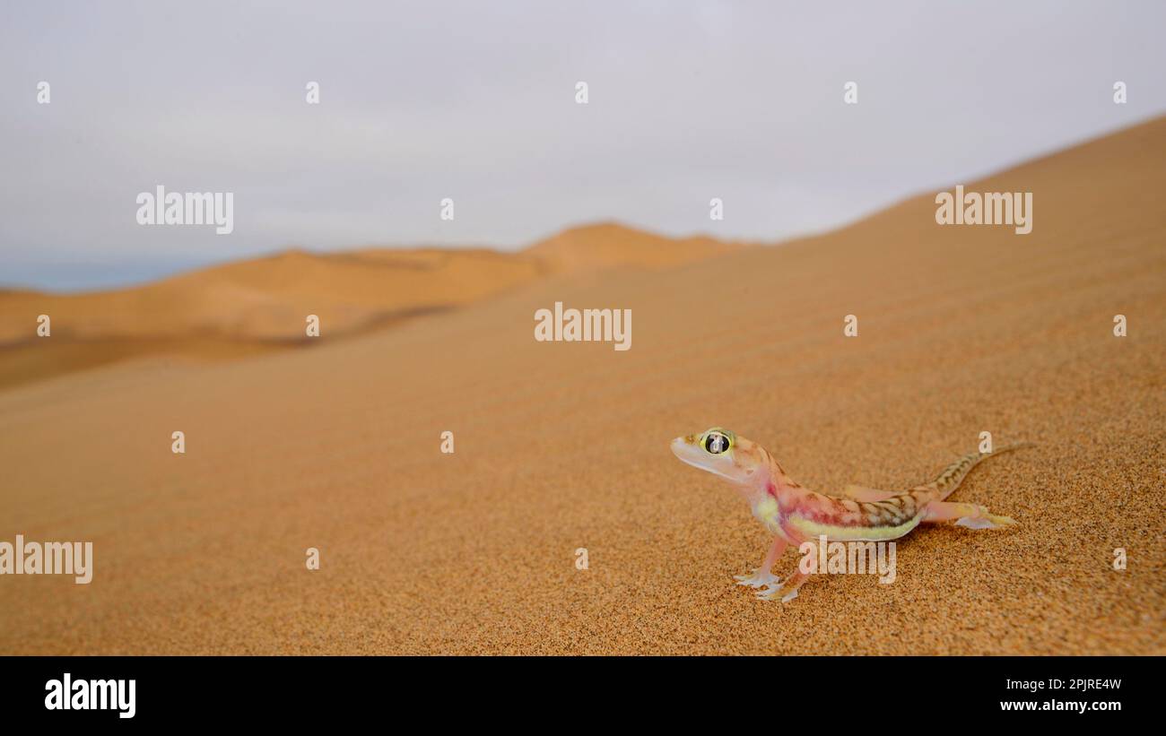 Sandy gecko hi-res stock photography and images - Alamy