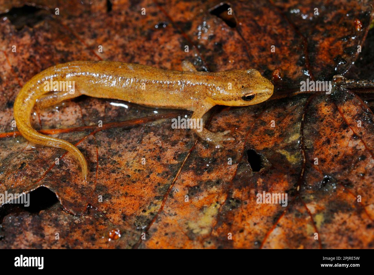 Water Newts