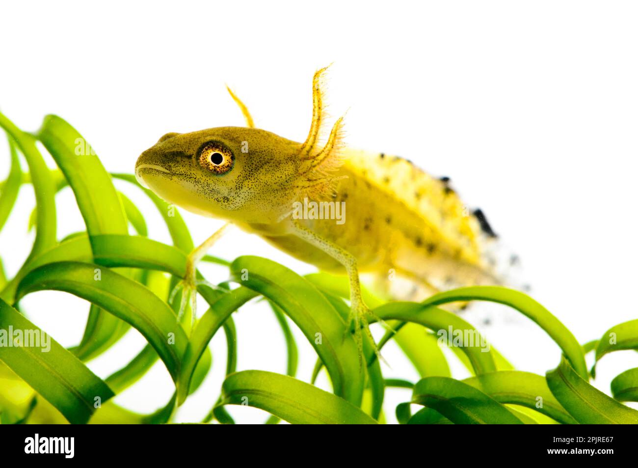 Great northern crested newt (Triturus cristatus) -larva crawling over ...