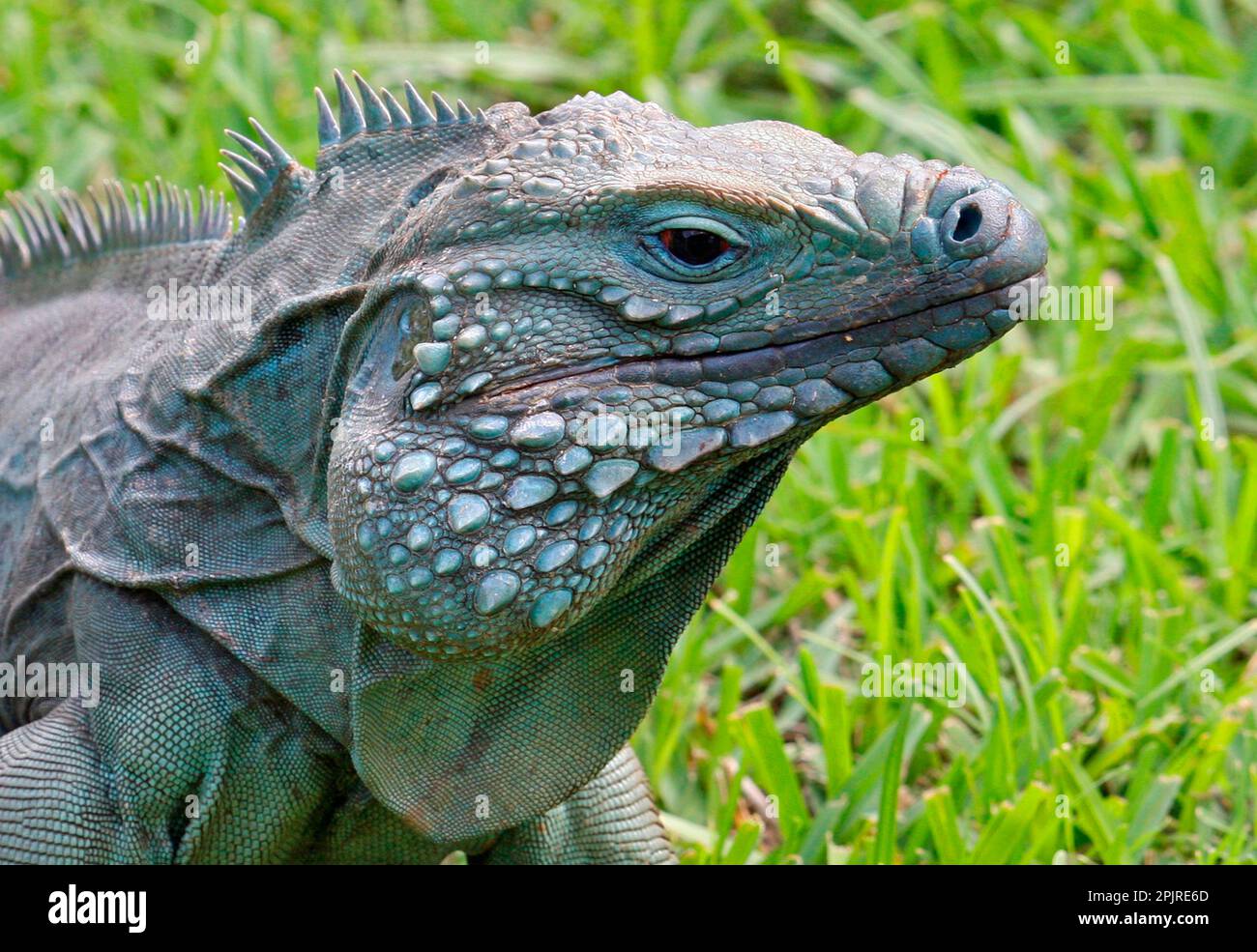 Endangered Blue Iguana Endangered Blue Or Grand Cayman Iguana Stock