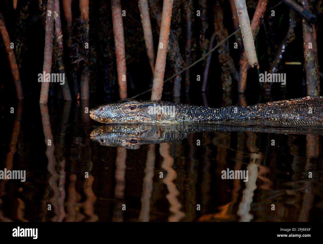 Southeast Asian water monitor (Varanus salvator macromaculatus) adult ...