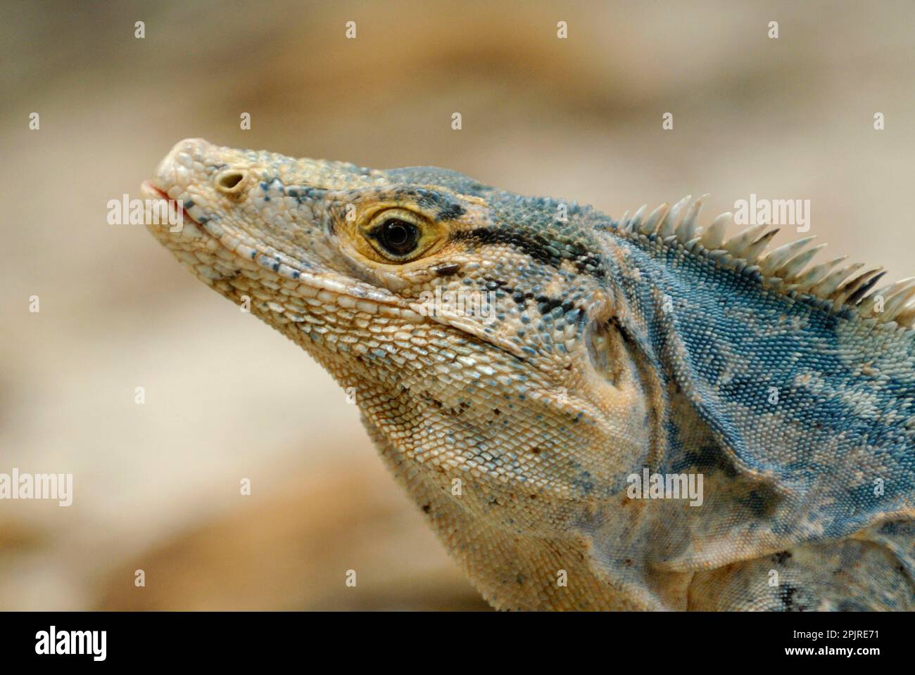 Black Spiny-tailed Iguana (Ctenosaura similis) adult male, close-up of ...